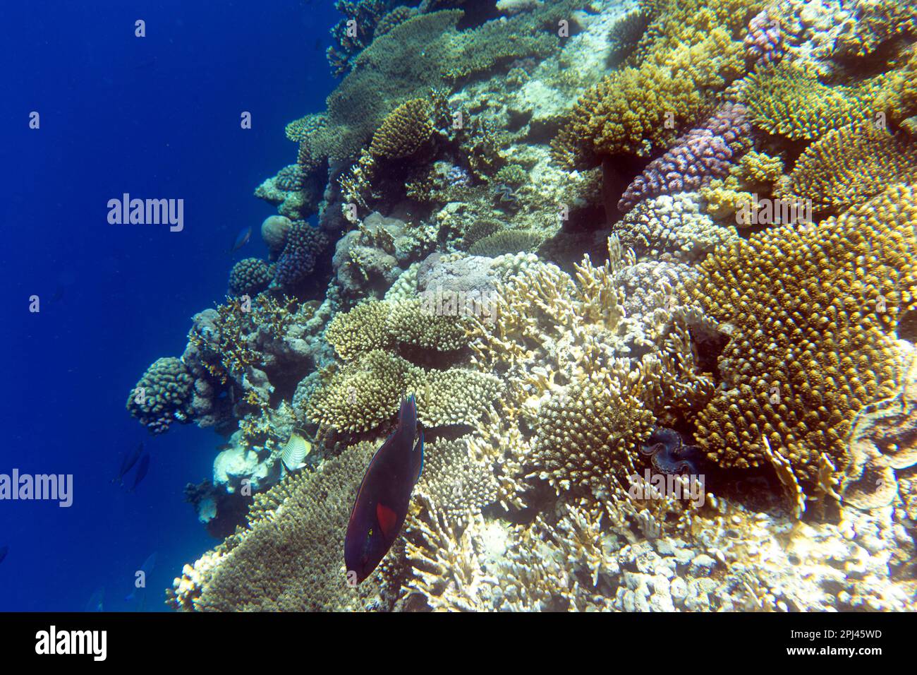 Sharm el sheik reef fish hi-res stock photography and images - Alamy