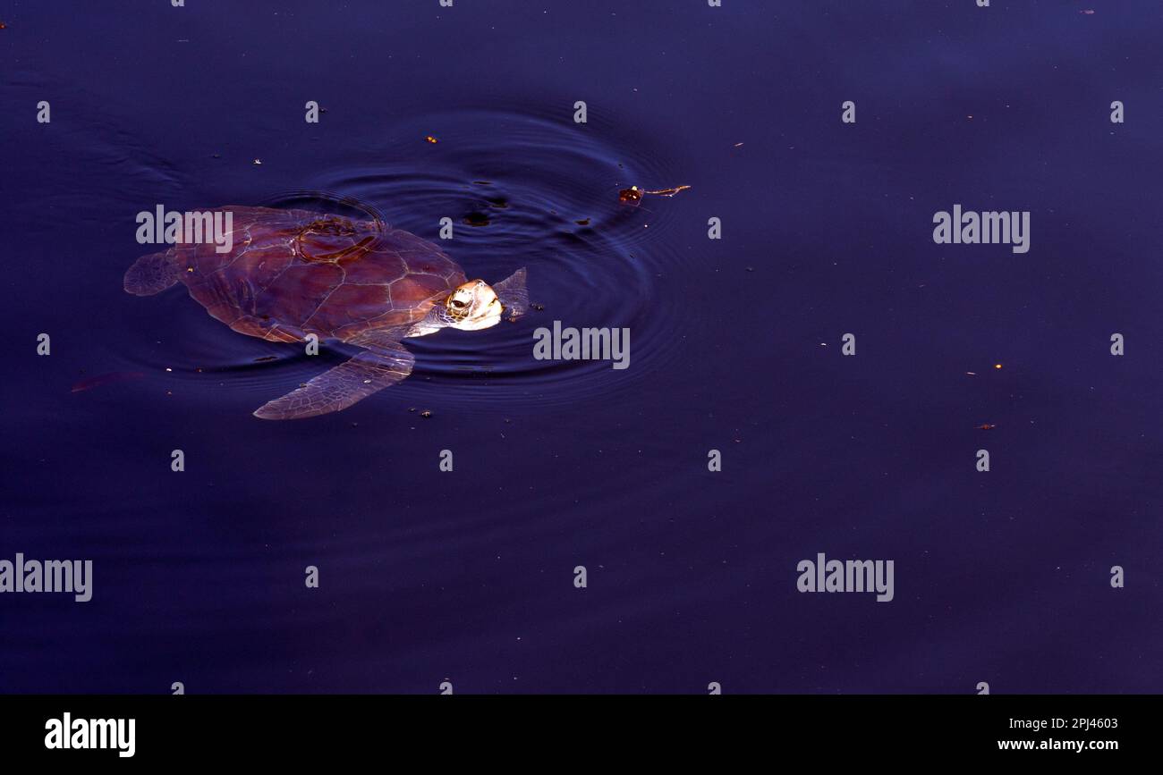 View of loggerhead sea turtle in New Caledonia Stock Photo - Alamy