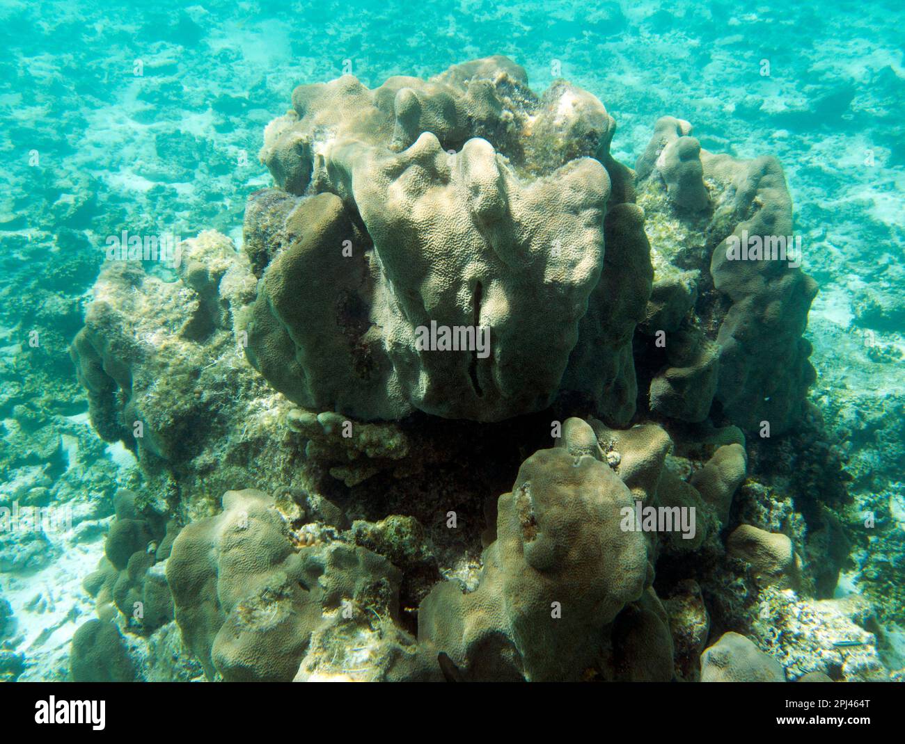 A photo of corals in New Caledonia Stock Photo - Alamy