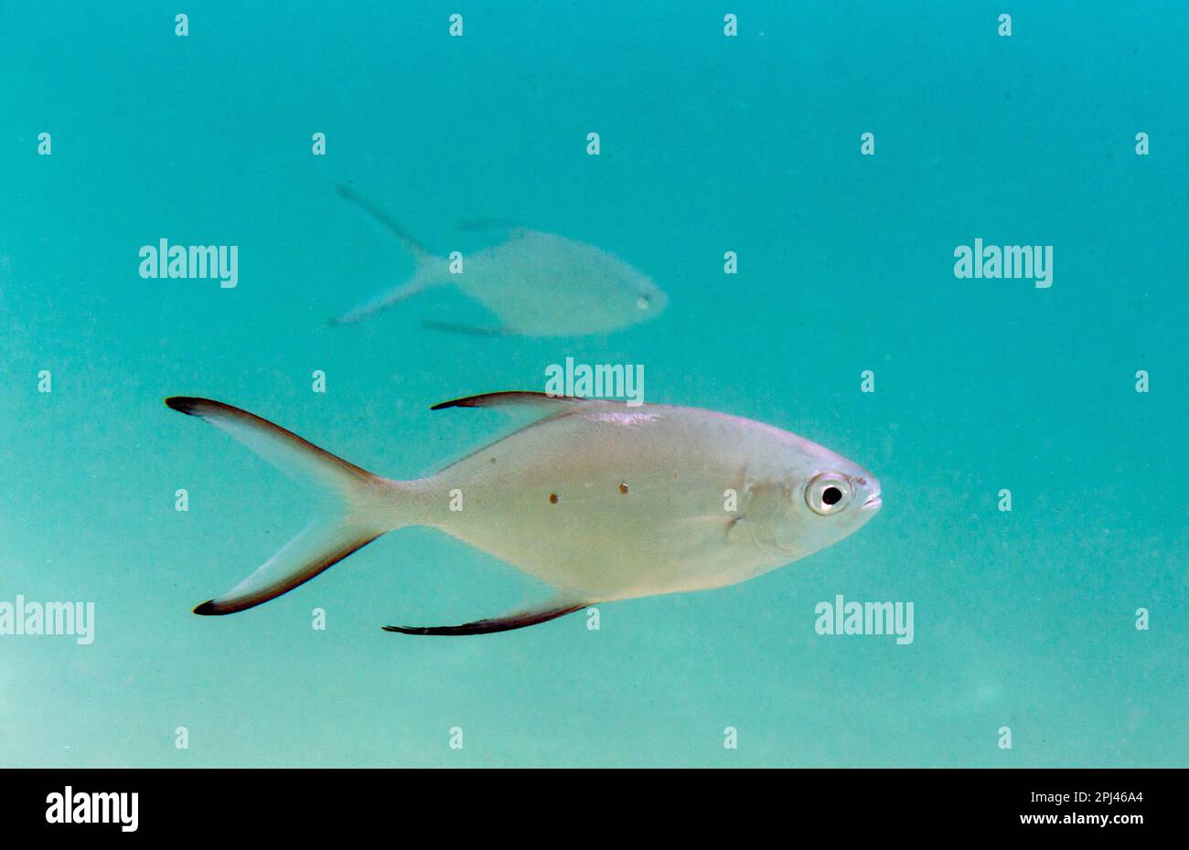 A photo of Carangoides tropical fish in Seychelles Stock Photo - Alamy
