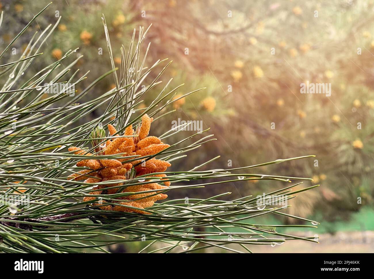 Blooming pine tree branch in sun light. Green Pine branches with yellow ...