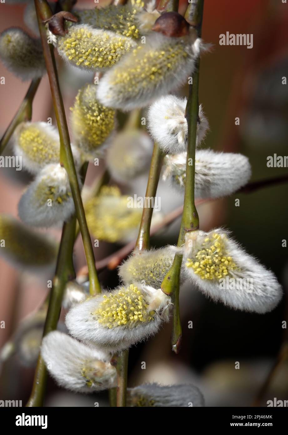 Tree willow goat in the spring on the branches buds bloom with fluffy ...