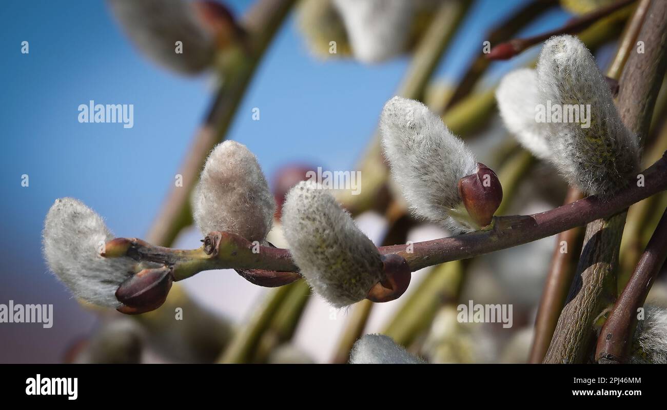 Tree willow goat in the spring on the branches buds bloom with fluffy ...