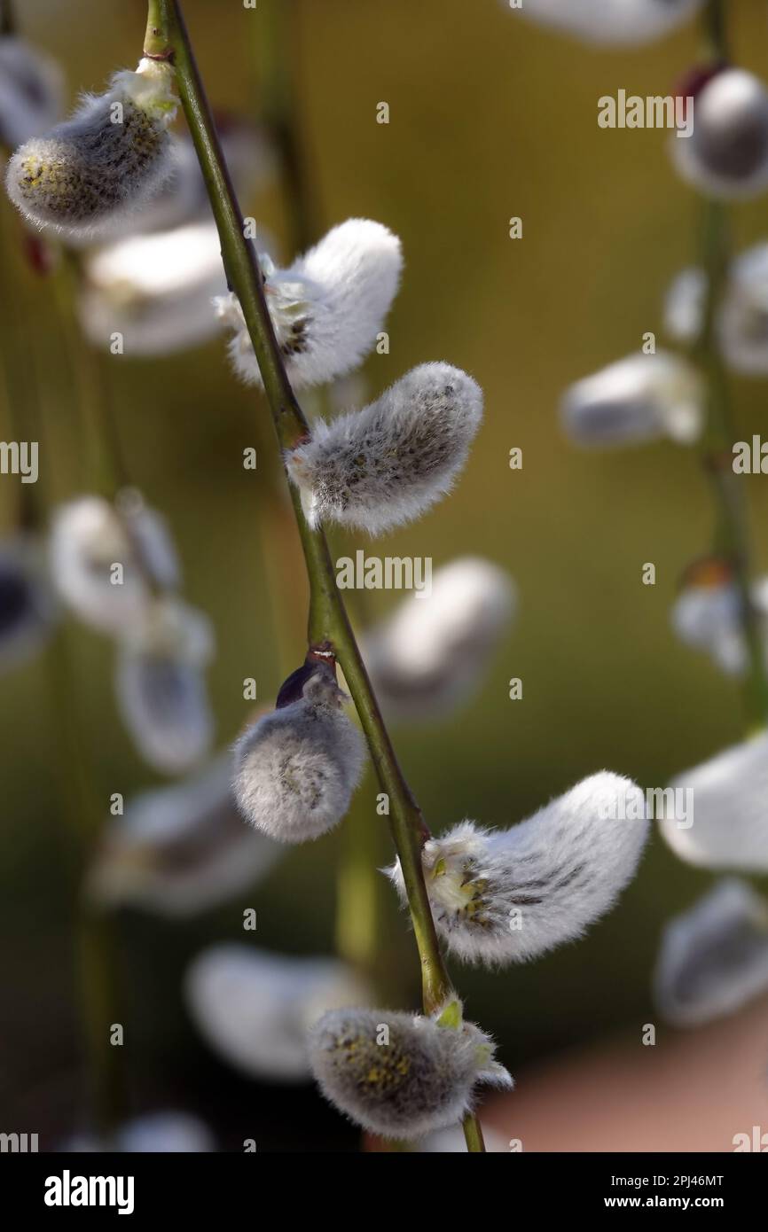 Tree willow goat in the spring on the branches buds bloom with fluffy ...