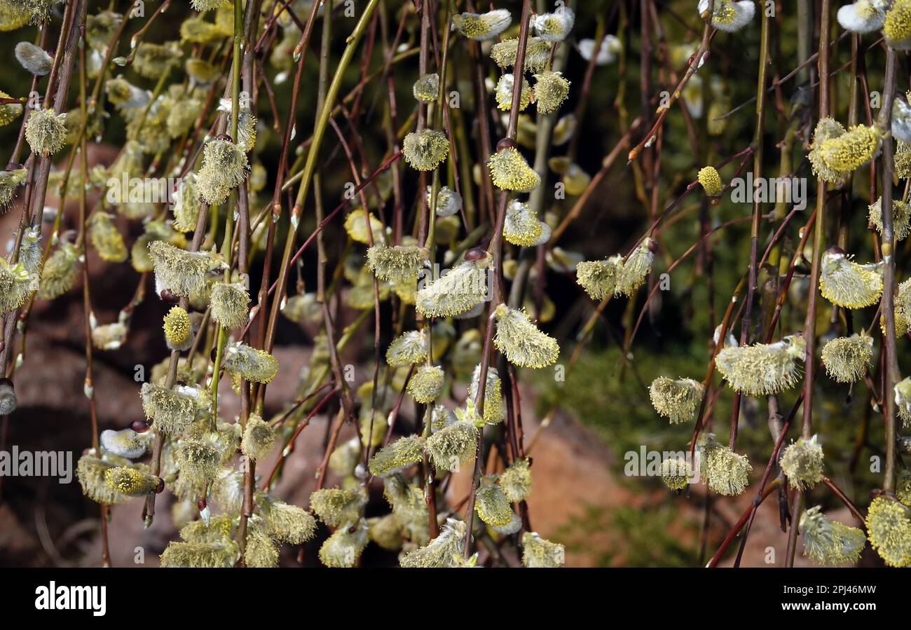 Tree willow goat in the spring on the branches buds bloom with fluffy ...