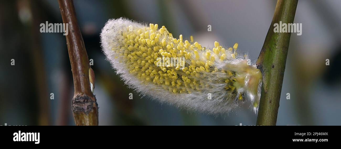 Tree willow goat in the spring on the branches buds bloom with fluffy ...