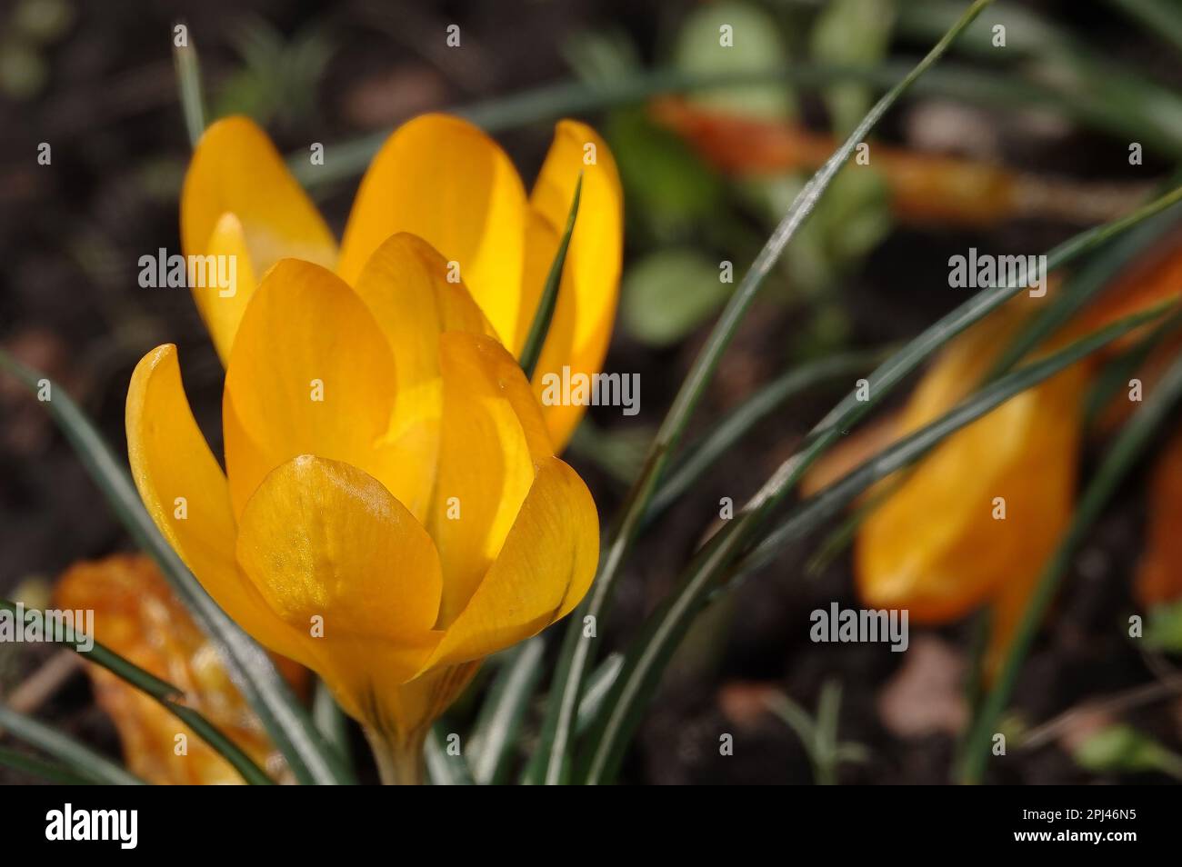 Spring flowers shooting macro iris hi-res stock photography and images ...
