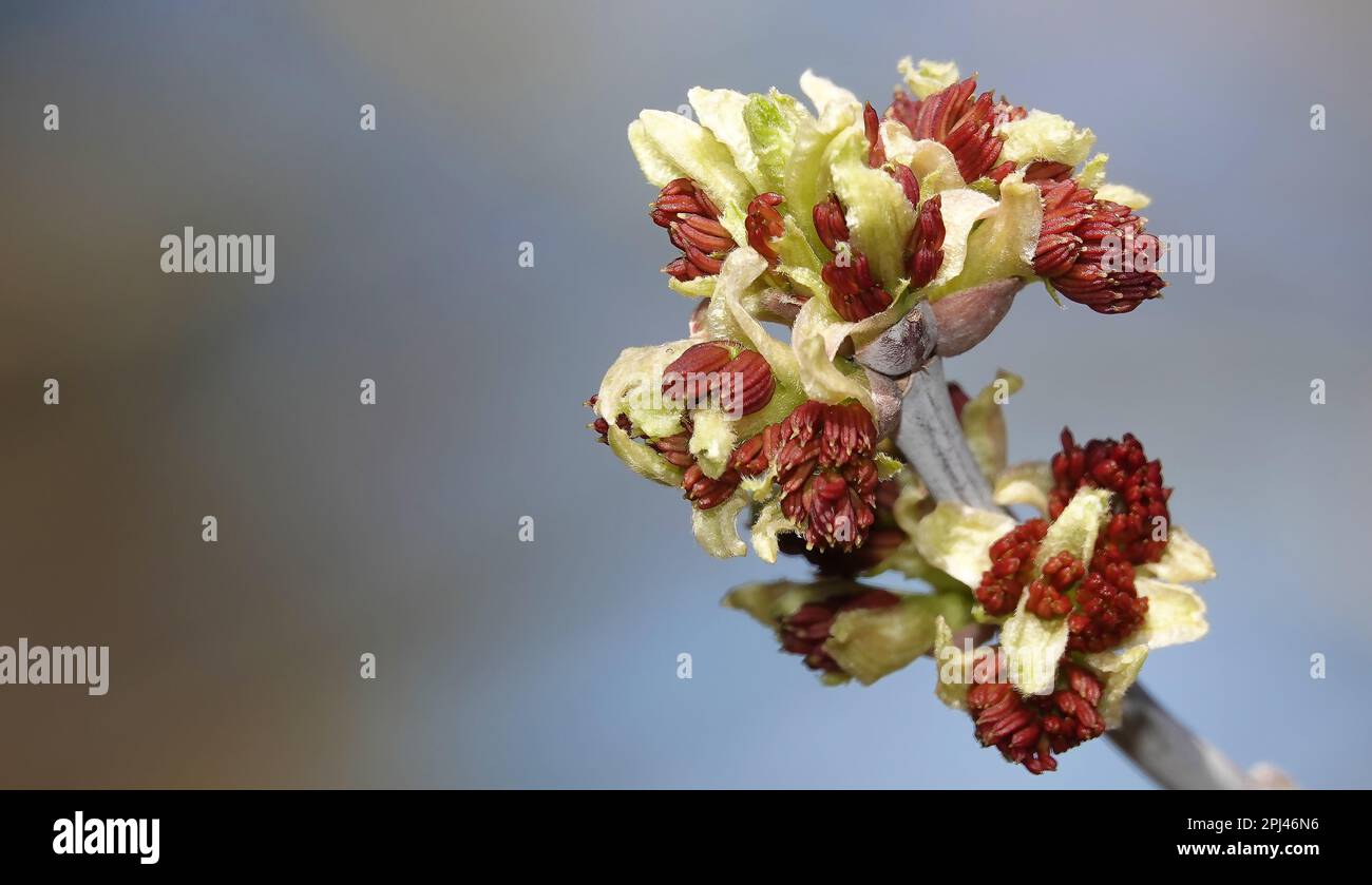 Silver maple tree buds open in spring on a branch close-up Stock Photo ...