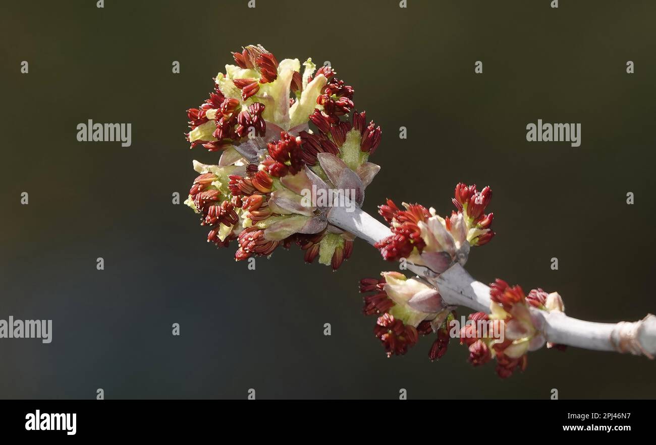 Silver maple tree buds open in spring on a branch close-up Stock Photo ...