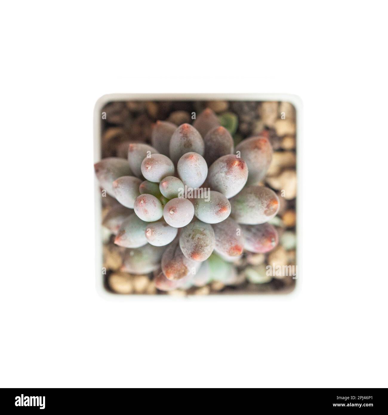 Pachyphytum machucae baby finger flower rosette plant in pot isolated ...