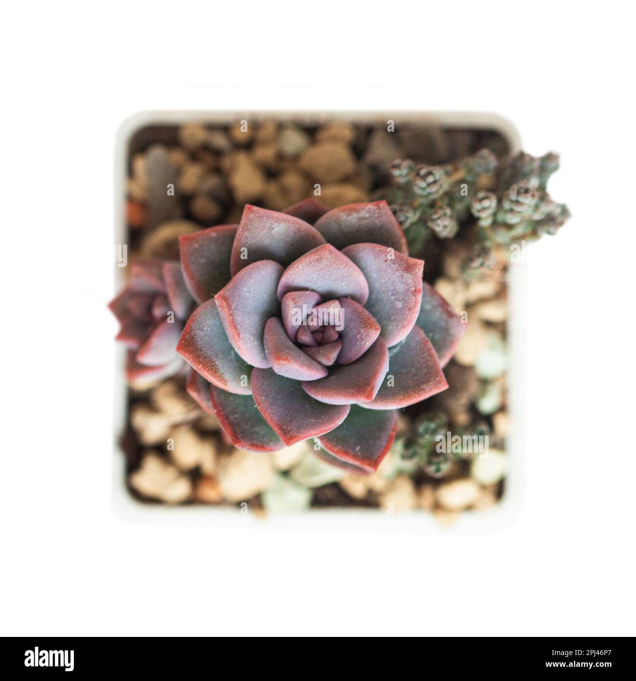 Purple succulent flower Graptoveria Debbie blooming foliage arrangement ...