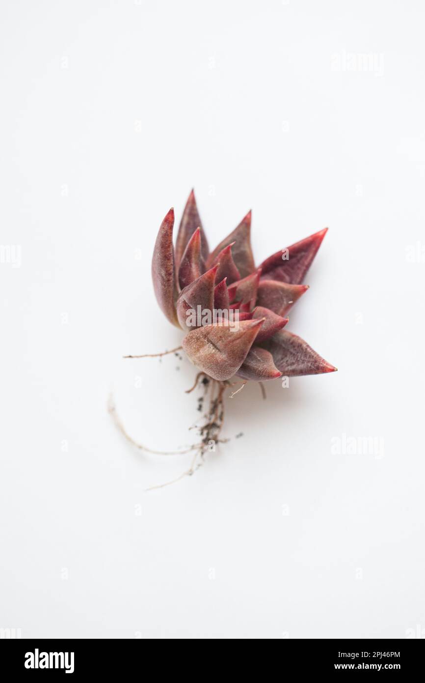 Red succulent with root on white background. Echeveria Shaikh flower ...