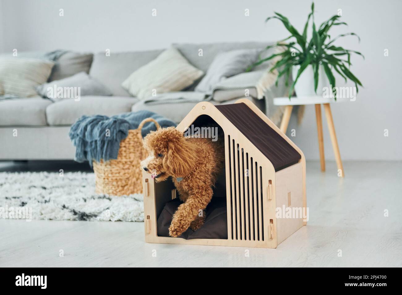 Cute little poodle puppy with pet booth indoors in the modern domestic ...