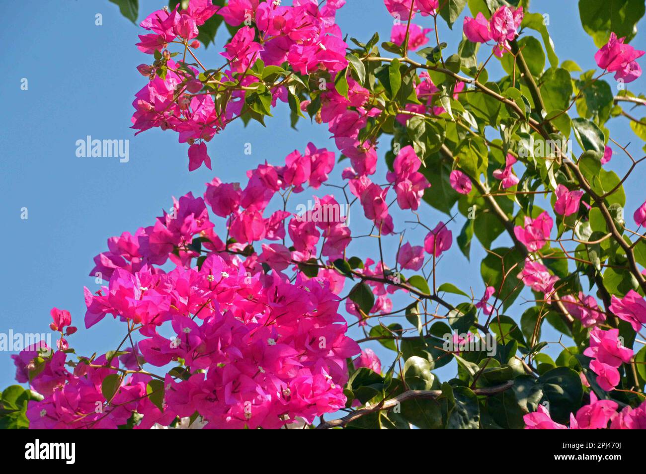 Turkey, Lycia, Dalyan: vivid red bougainvillea against a blue sky Stock ...