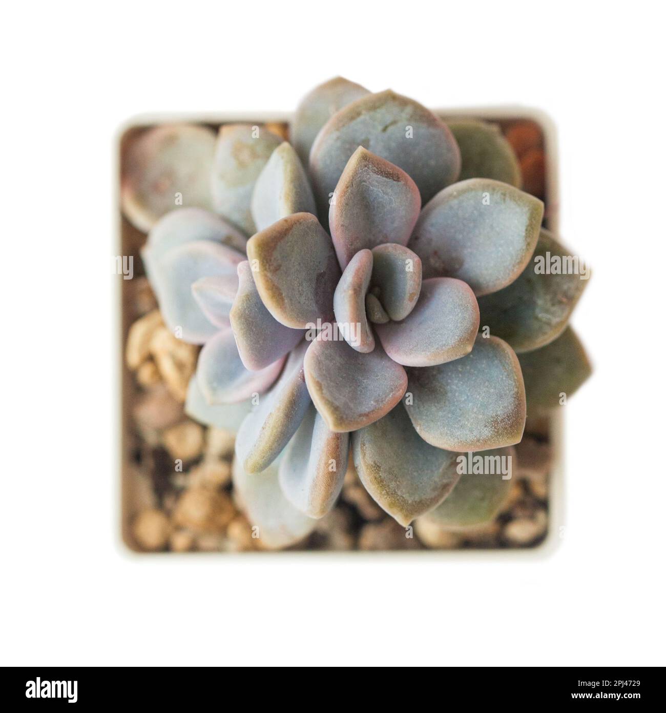 Succulent flower in pot isolated. Echeveria Pastel Leon plant rosette ...