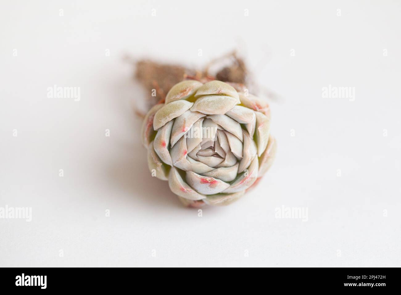 Rare succulent flower Echeveria Raspberry Ice plant rosette on white ...