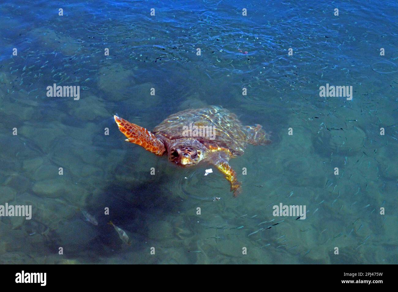 Greece, Island of Kastellorizo, Megisti: adult Loggerhead Sea Turtle ...