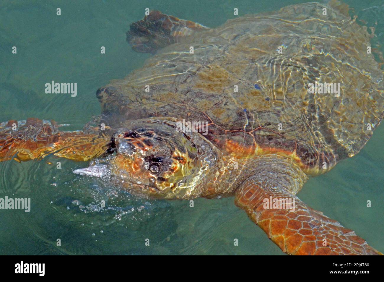 Greece, Island of Kastellorizo, Megisti: adult Loggerhead Sea Turtle ...