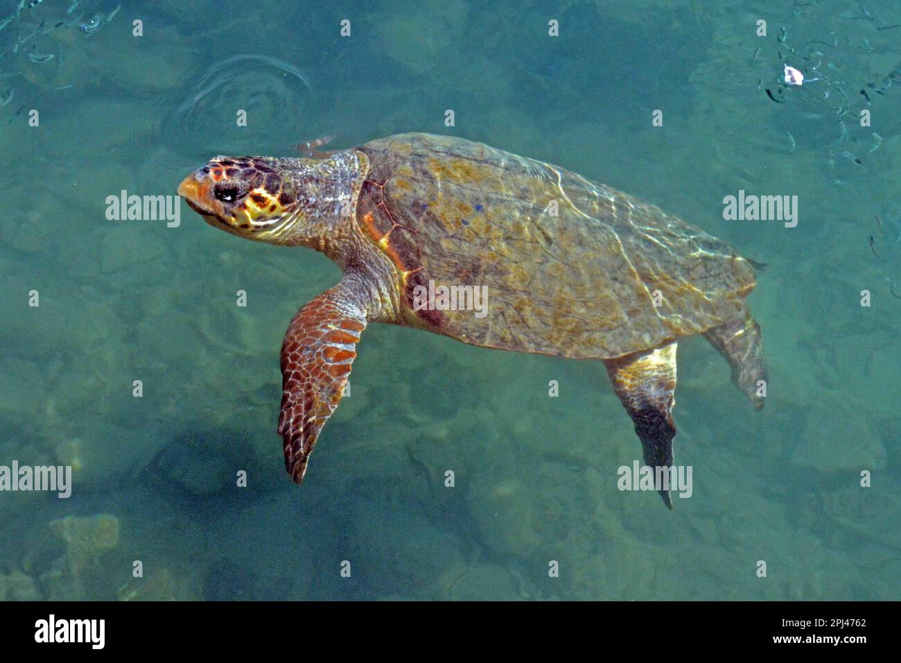 Greece, Island of Kastellorizo, Megisti: adult Loggerhead Sea Turtle ...