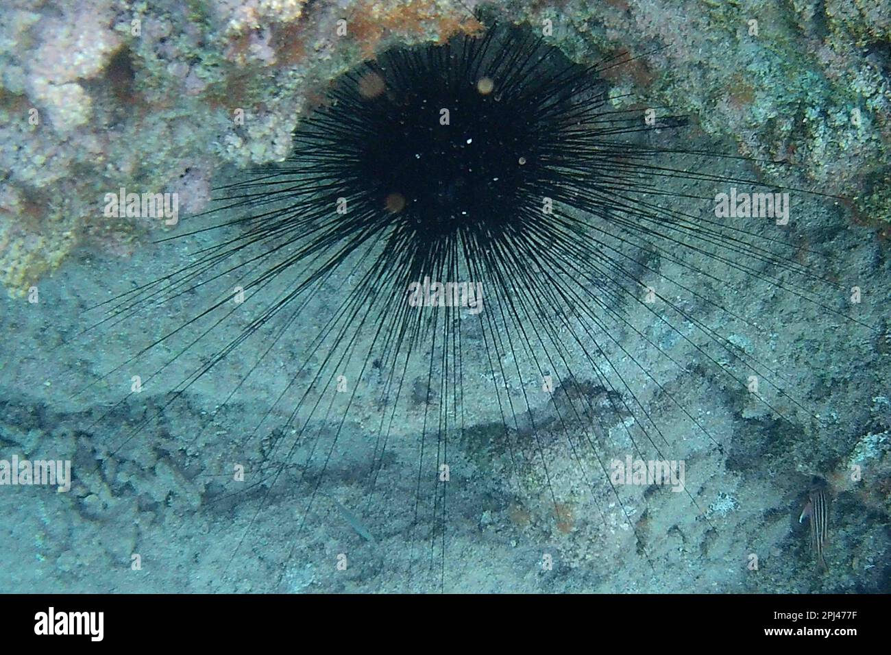 Turkey, Lycian coast: Long-spined Sea Urchin (Diadema setosum Stock ...