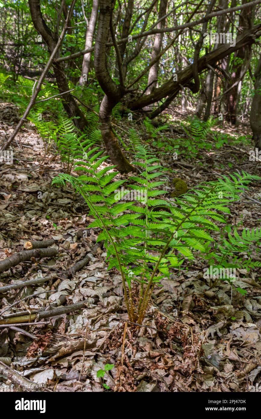Fern is a member of a group of vascular plants that reproduce by spores ...
