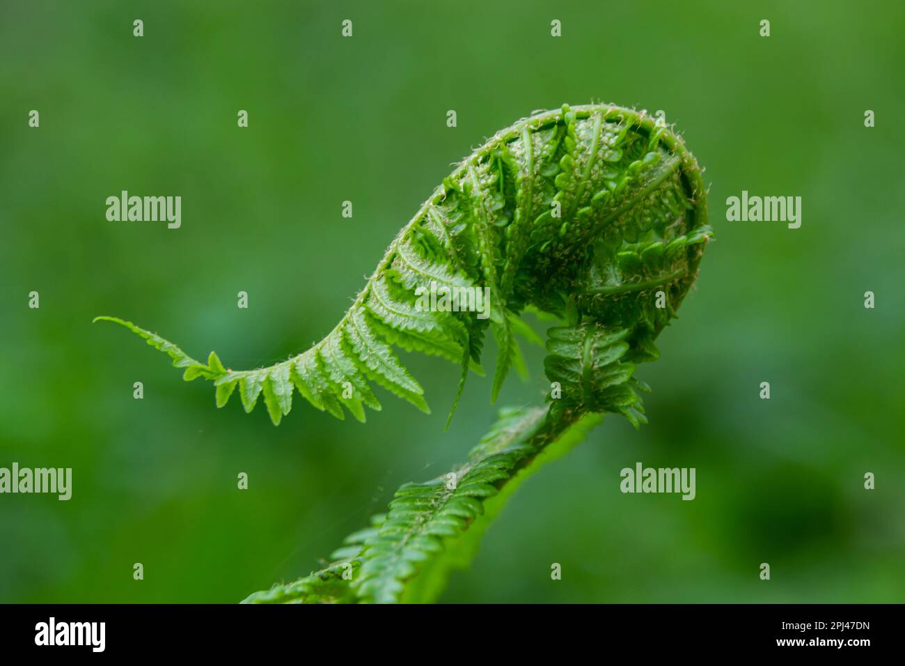 Fern is a member of a group of vascular plants that reproduce by spores ...