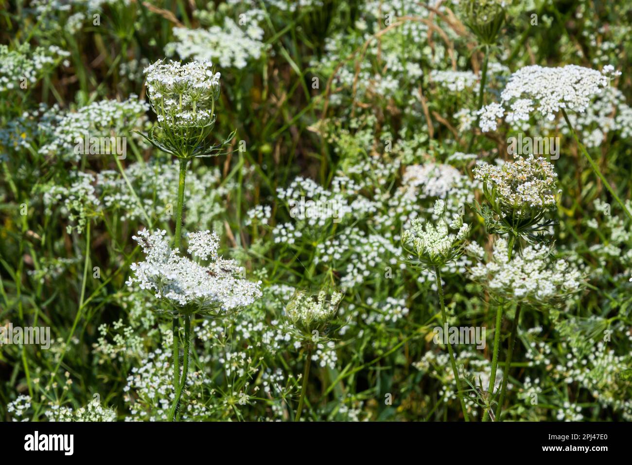 Daucus carota inflorescence, showing umbellets. White small flowers on ...