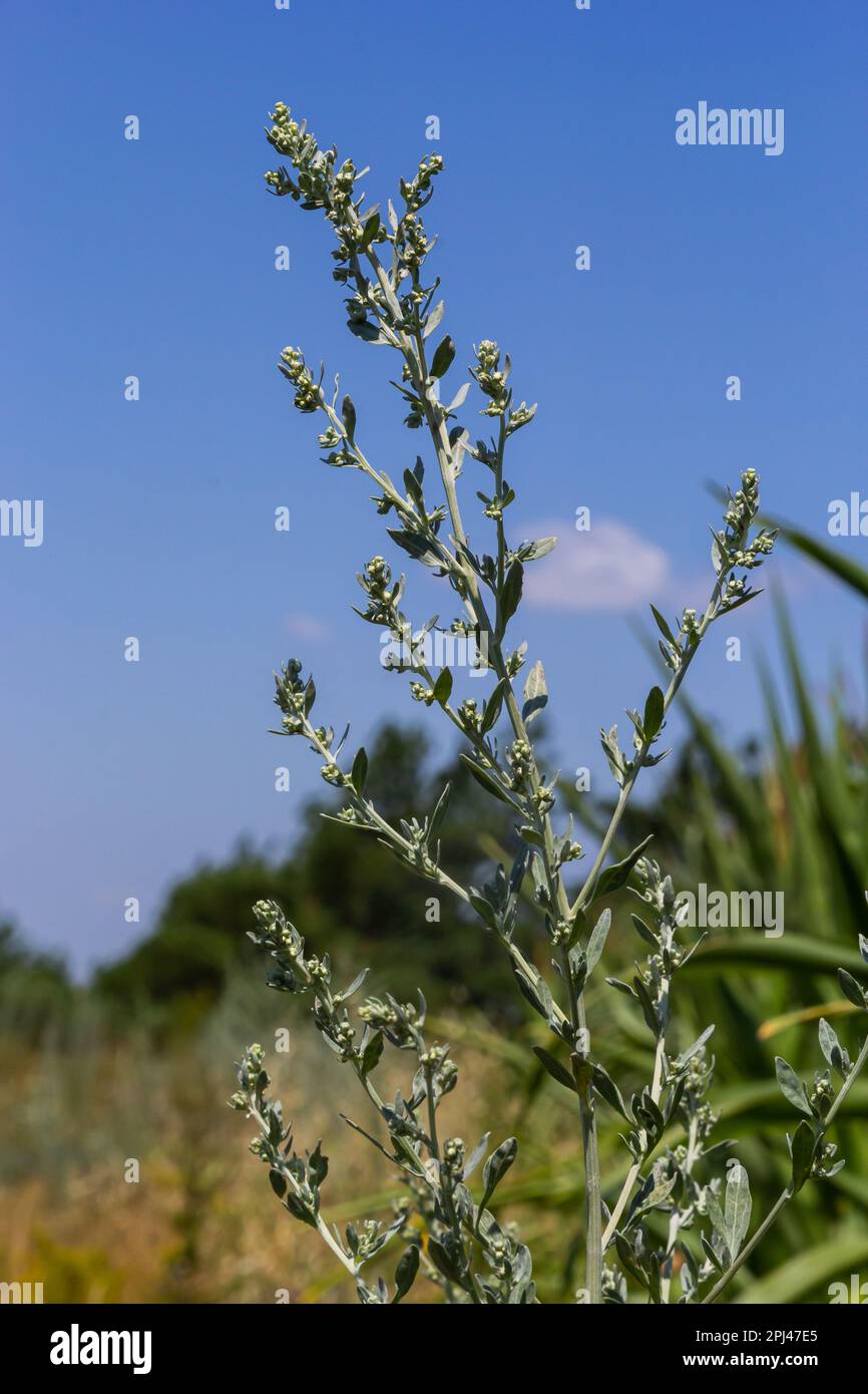 Artemisia absinthium is a perennial plant of the aster family ...