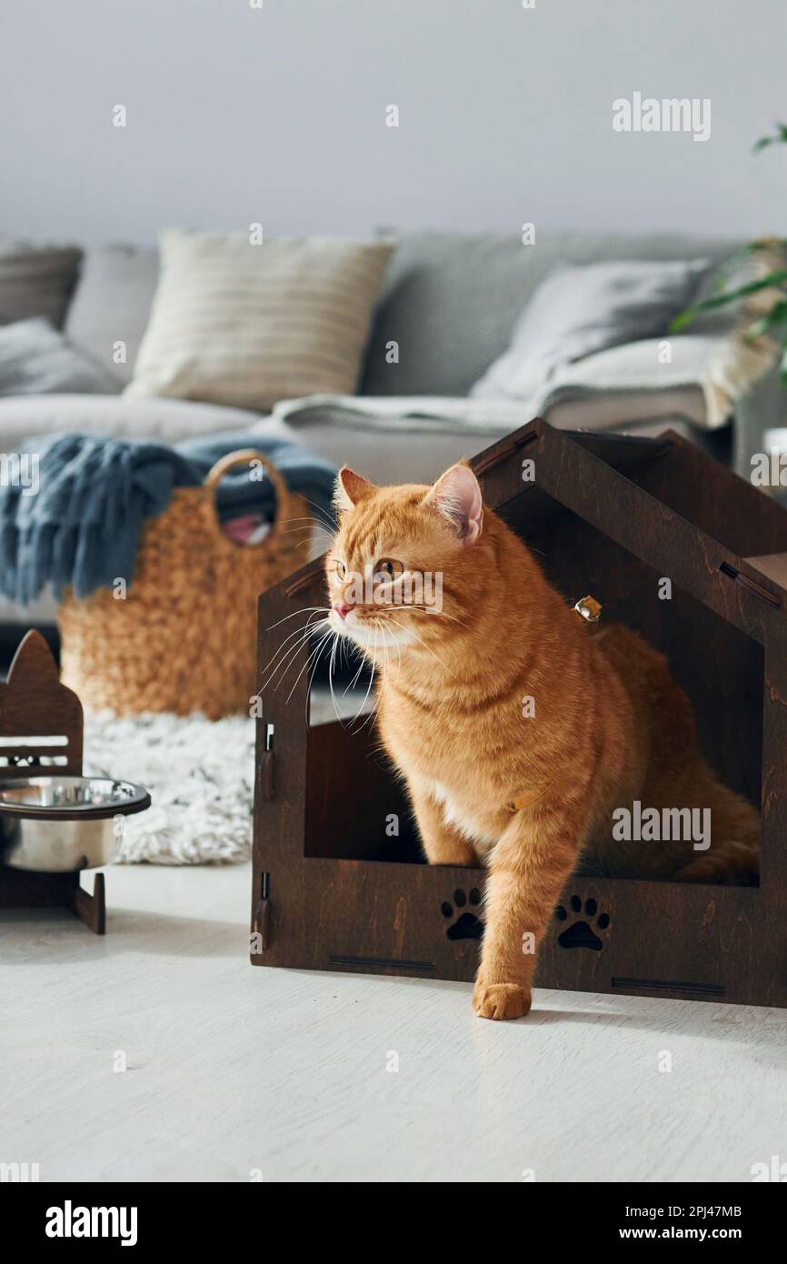 Cute cat is in pet booth that indoors in the modern domestic room Stock ...