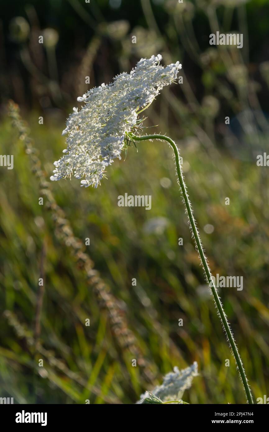 Daucus carota inflorescence, showing umbellets. White small flowers on ...