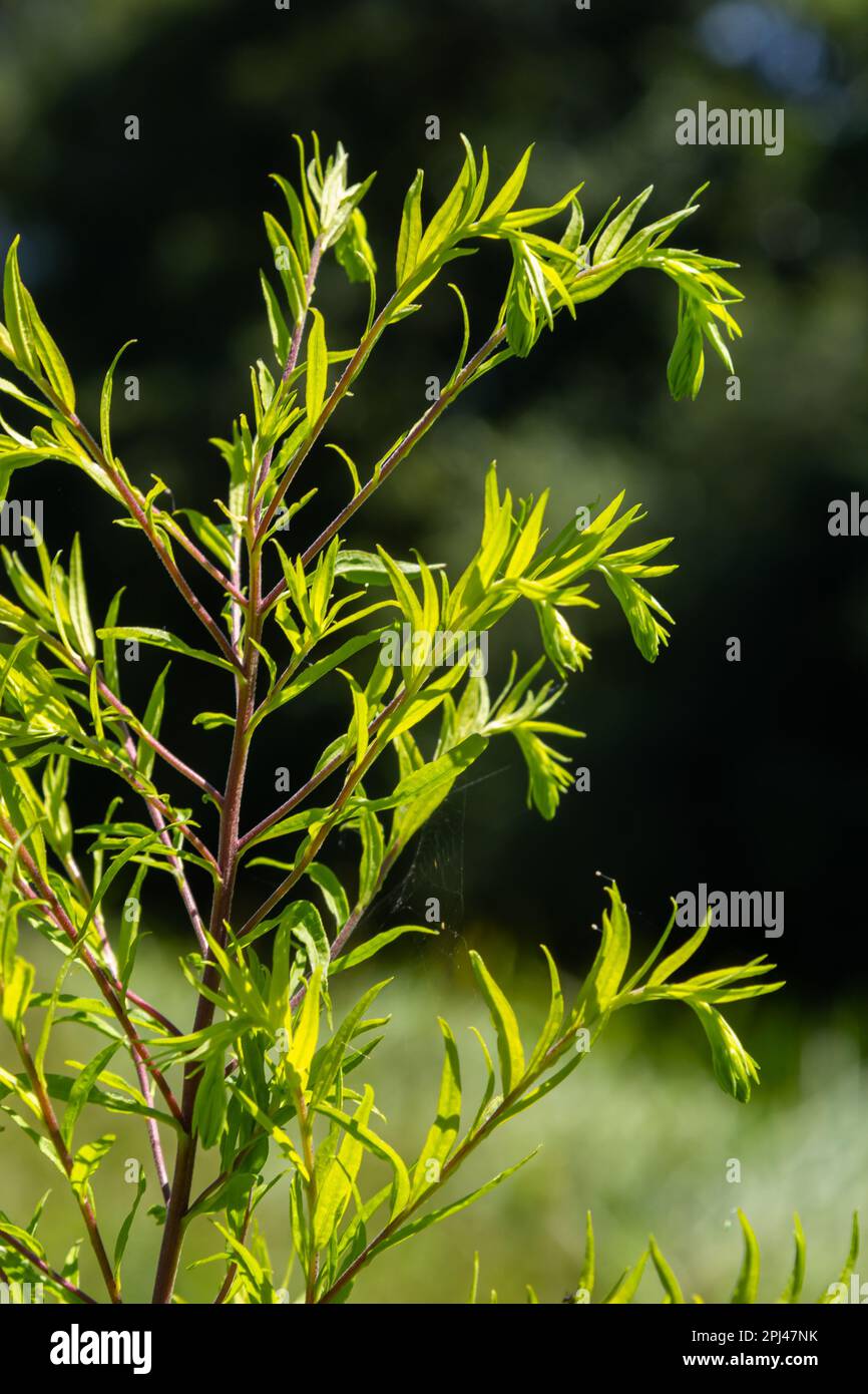 Solidago canadensis, known as Canada goldenrod or Canadian goldenrod ...