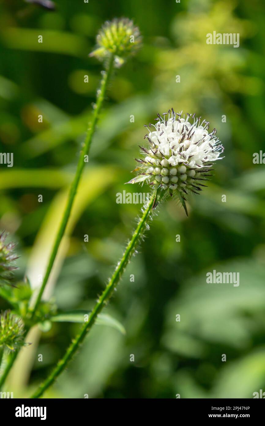 Dipsacus pilosus, Small Teasel. Wild plant shot in summer Stock Photo ...