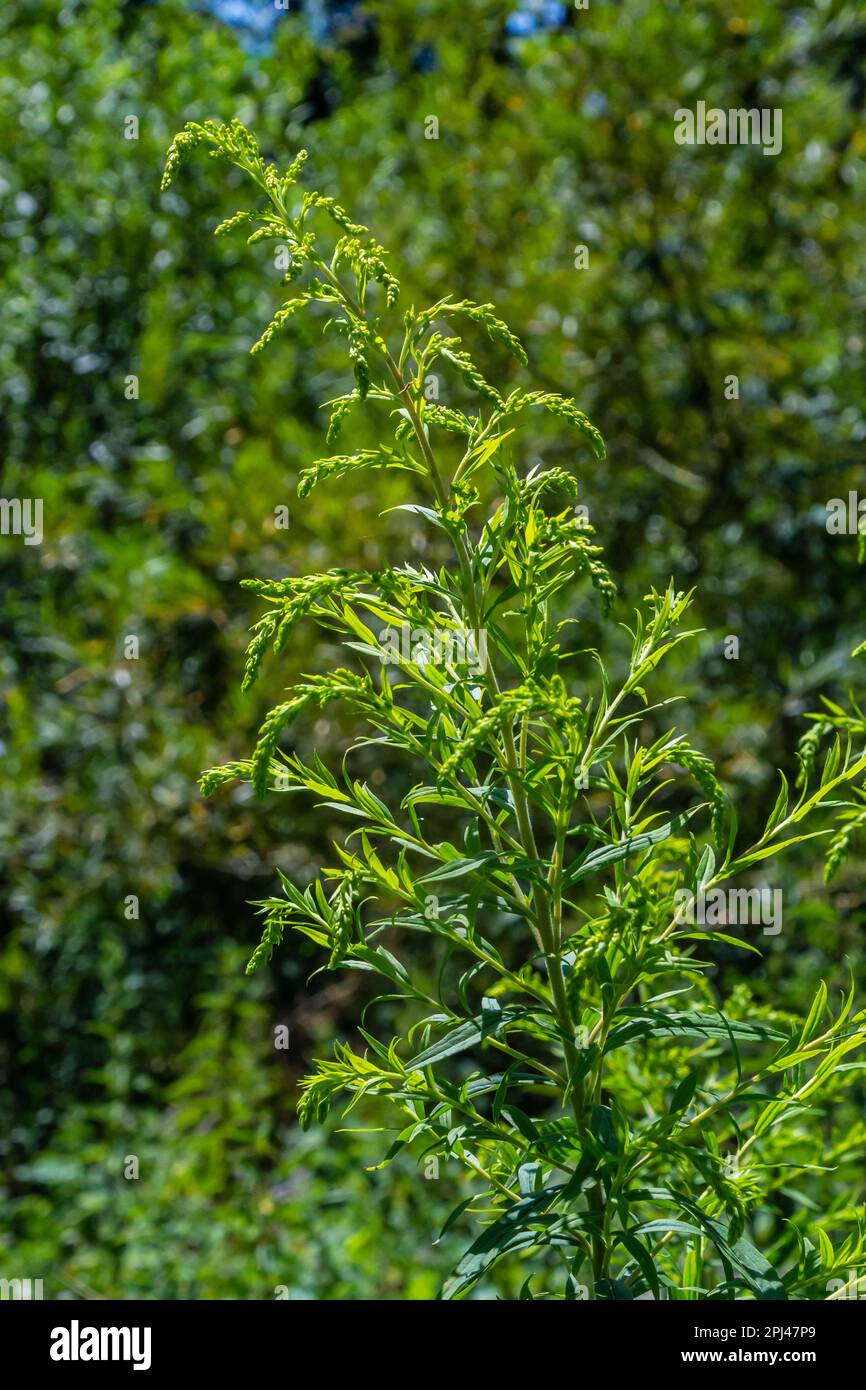 Solidago canadensis, known as Canada goldenrod or Canadian goldenrod ...