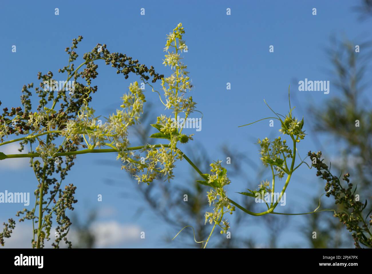 Echinocystis is a monotypic genus in the gourd family, Cucurbitaceae ...