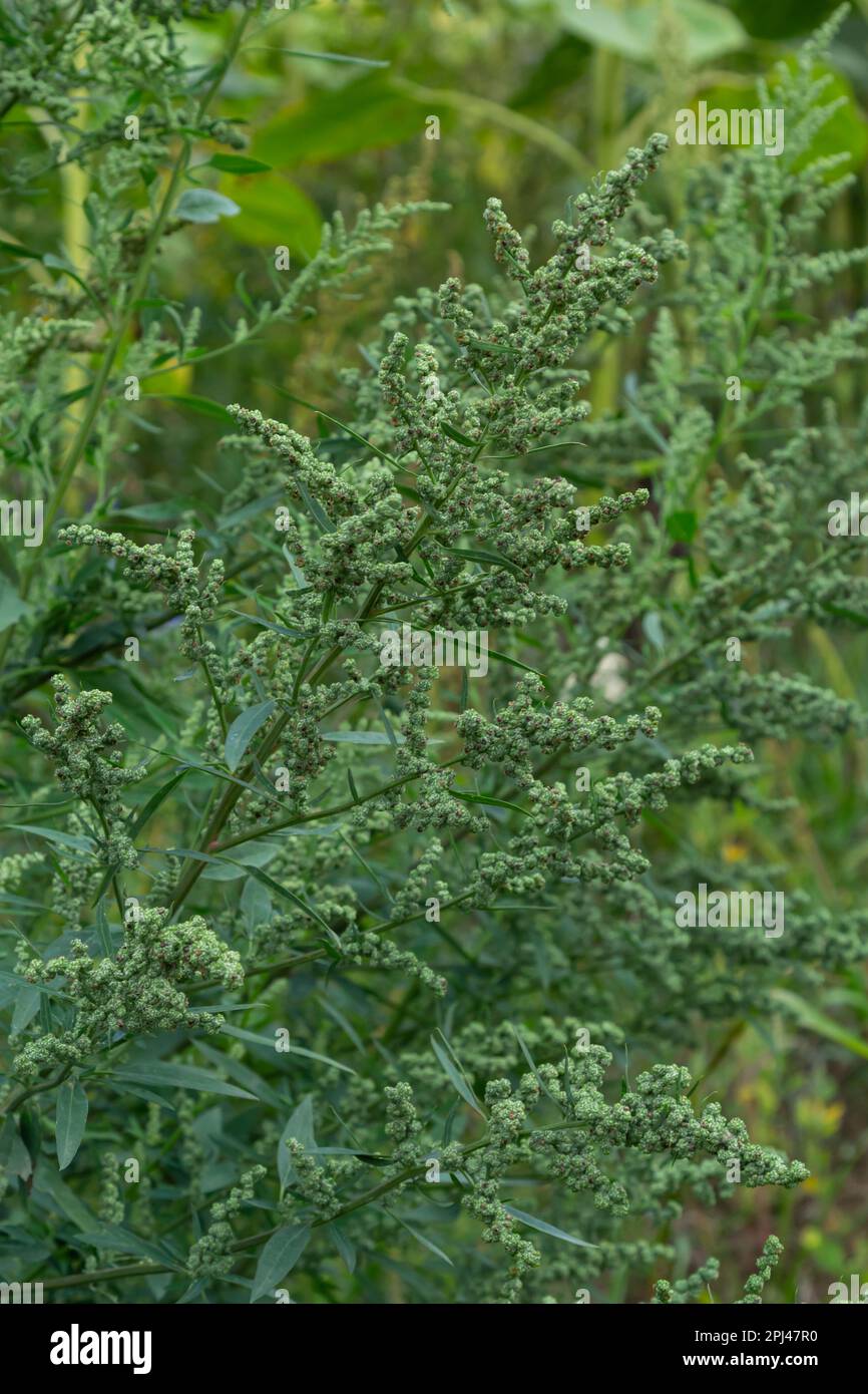Fat hen weed hi-res stock photography and images - Alamy