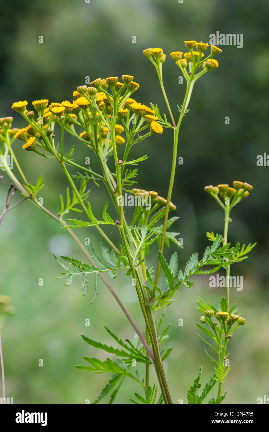 Yellow flowers of Tancy blooming in the summer. Tansy Tanacetum vulgare ...