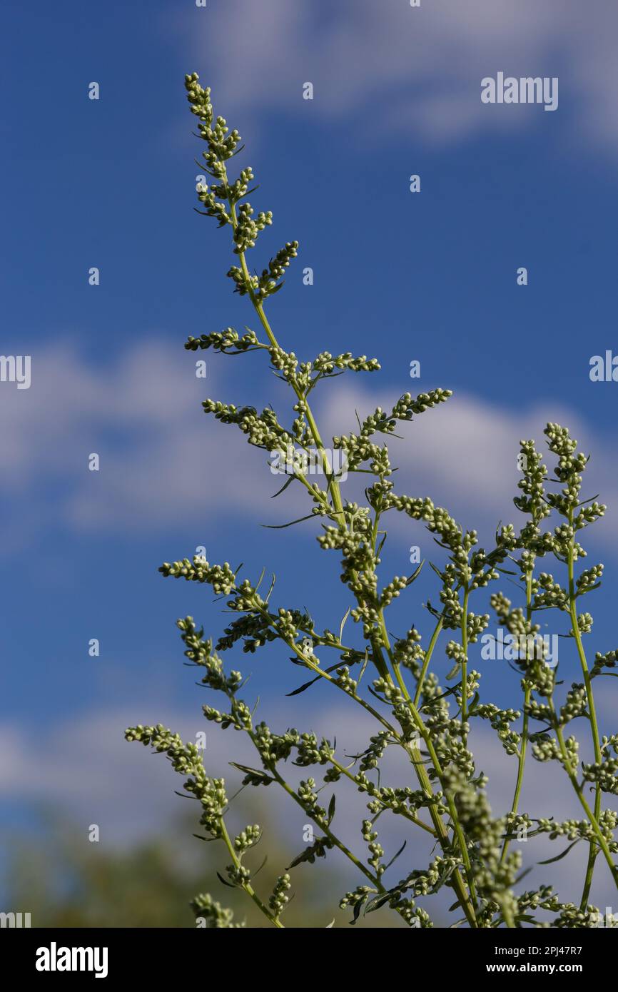 Artemisia absinthium is a perennial plant of the aster family ...