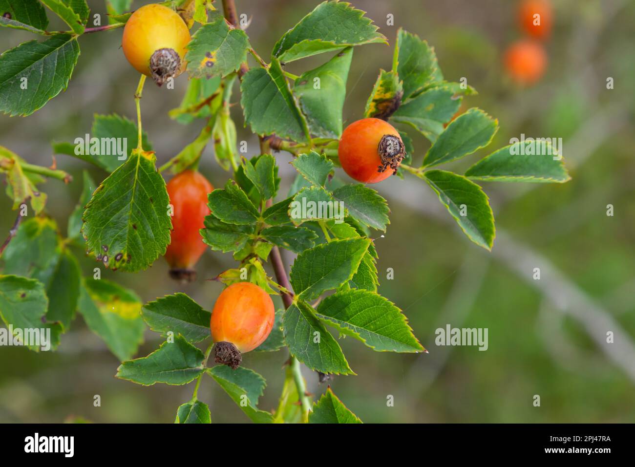 Rosa canina is a perennial plant of the rose family, a tall bush with ...