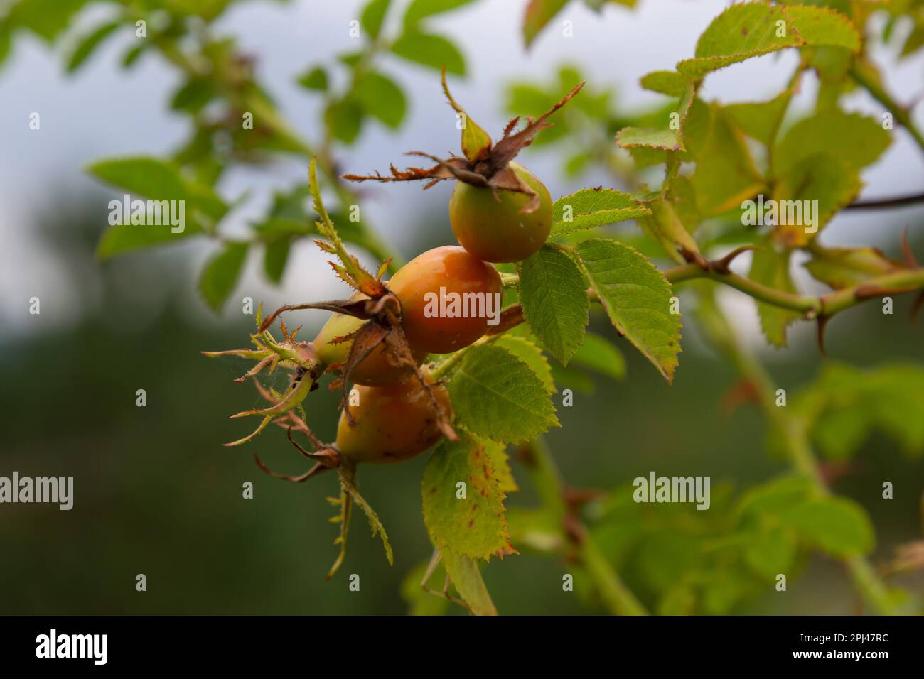 Rosa canina is a perennial plant of the rose family, a tall bush with ...