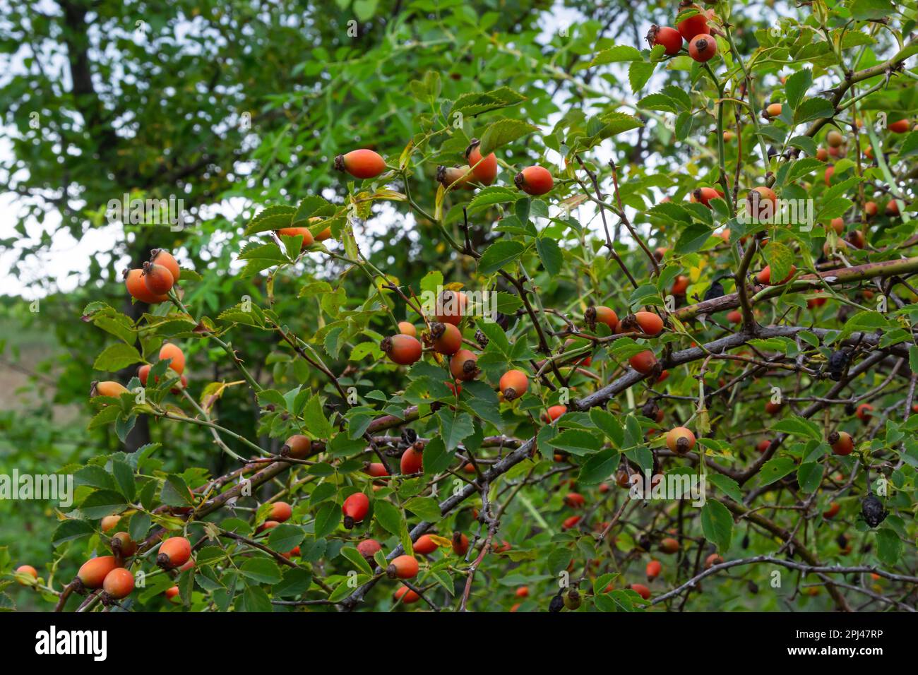 Rosa canina is a perennial plant of the rose family, a tall bush with ...