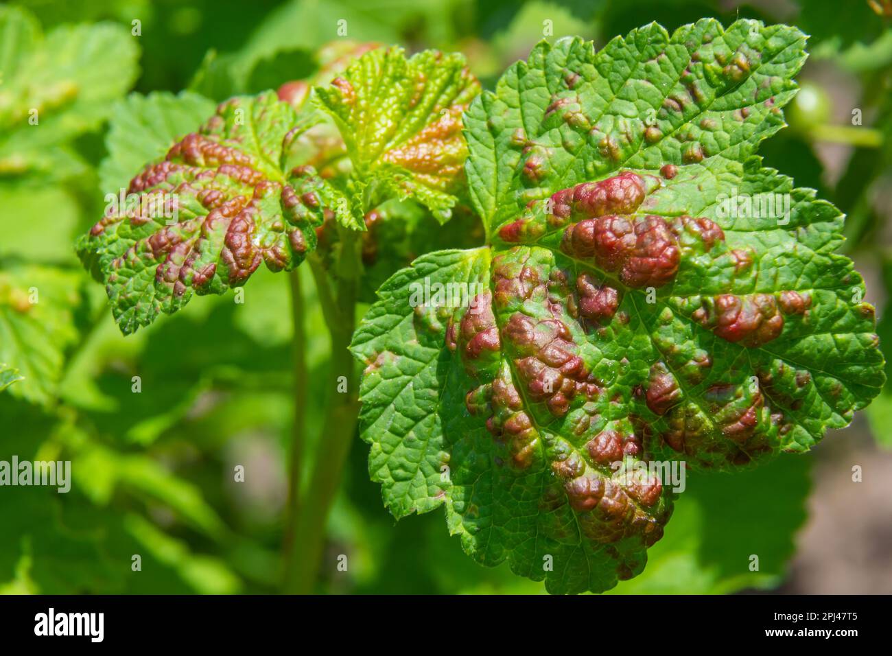 Branch of fruit tree with wrinkled leaves affected by black aphid ...