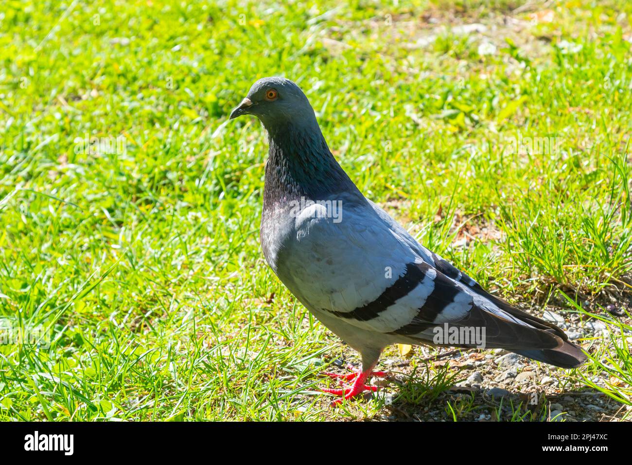 Pigeon on grass. Poultry and plants. City pigeon in park. One bird ...