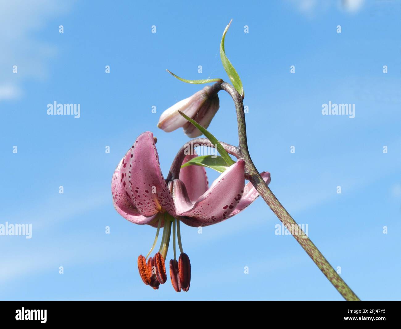 Germany, Upper Bavaria, Krün: Martagon Lily (Lilium martagon) on Mount ...