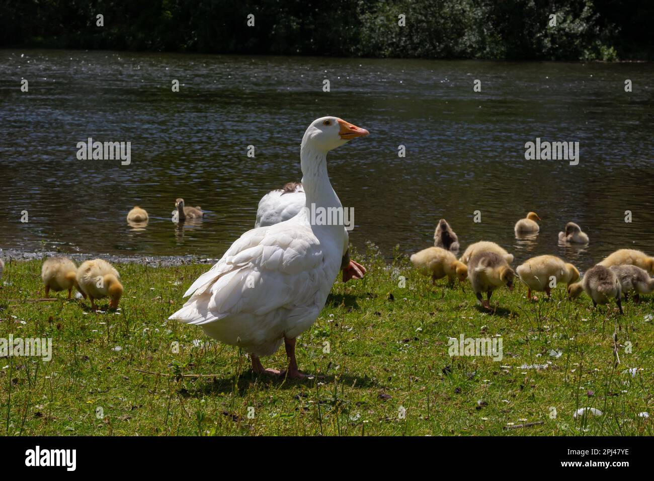 Angry goose hi-res stock photography and images - Alamy