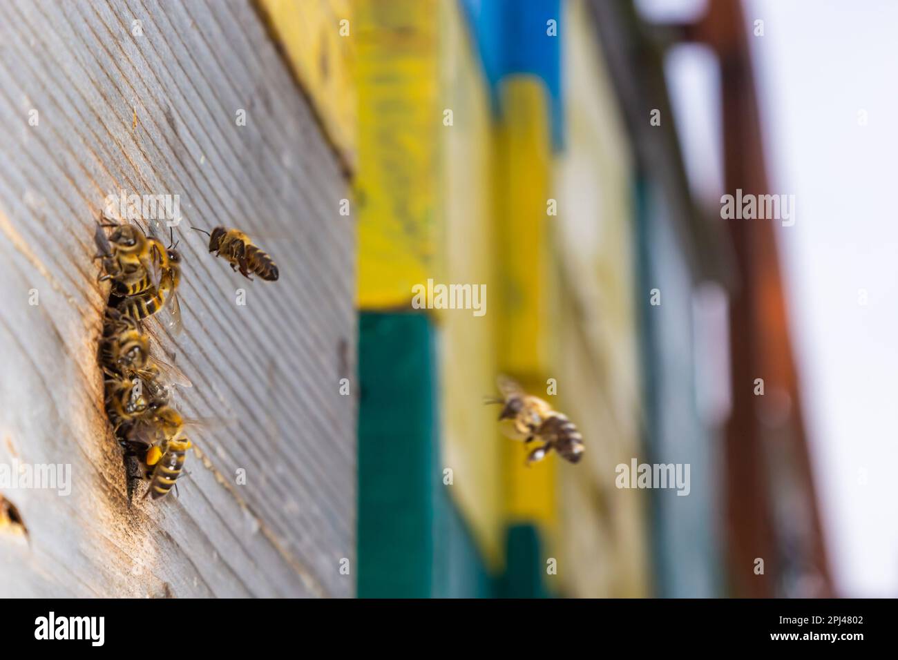 swarm of honey bees flying around beehive. Bees returning from ...