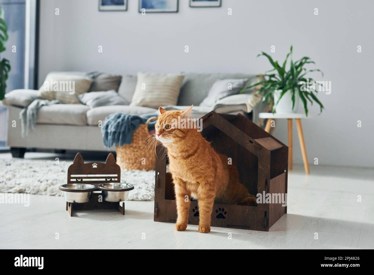 Cute cat is in pet booth that indoors in the modern domestic room Stock ...