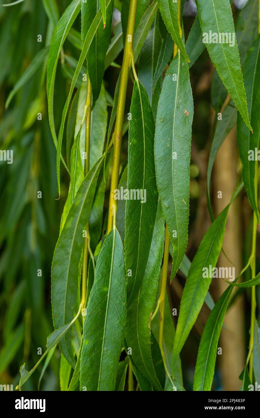 Weeping Golden Willow, is the most popular and widely grown weeping ...