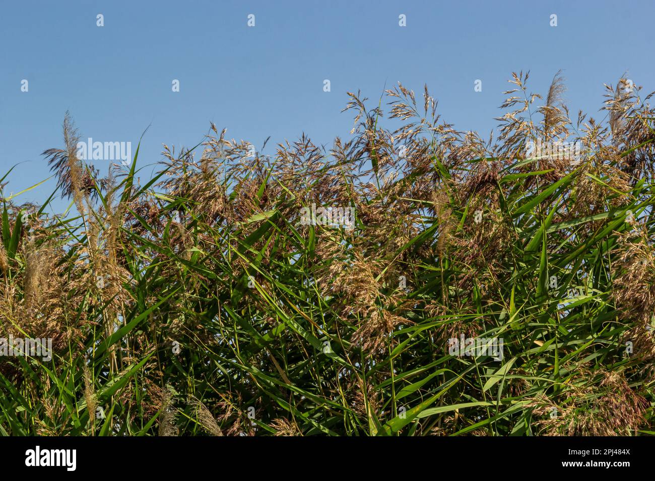 Phragmites australis is a herbaceous perennial bluish-green plant of ...