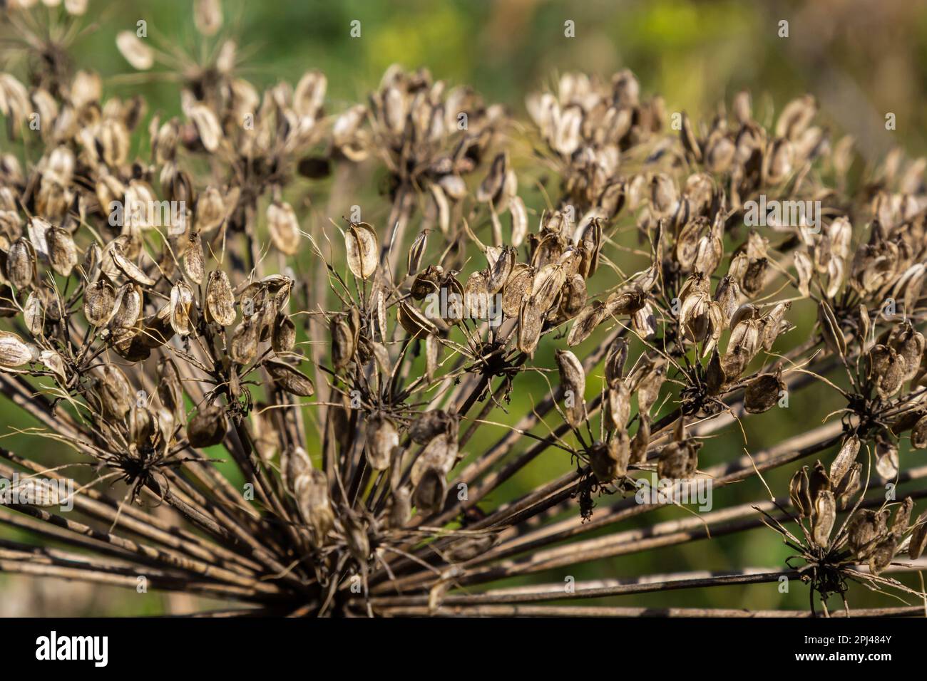 Giant Hogweed Heracleum mantegazzianum against the blue sky. Dry ...
