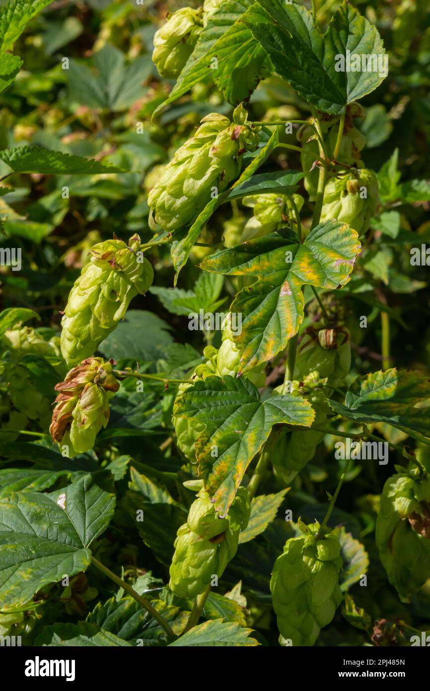 Humulus lupulus is a species of perennial herbaceous plants of the hemp ...